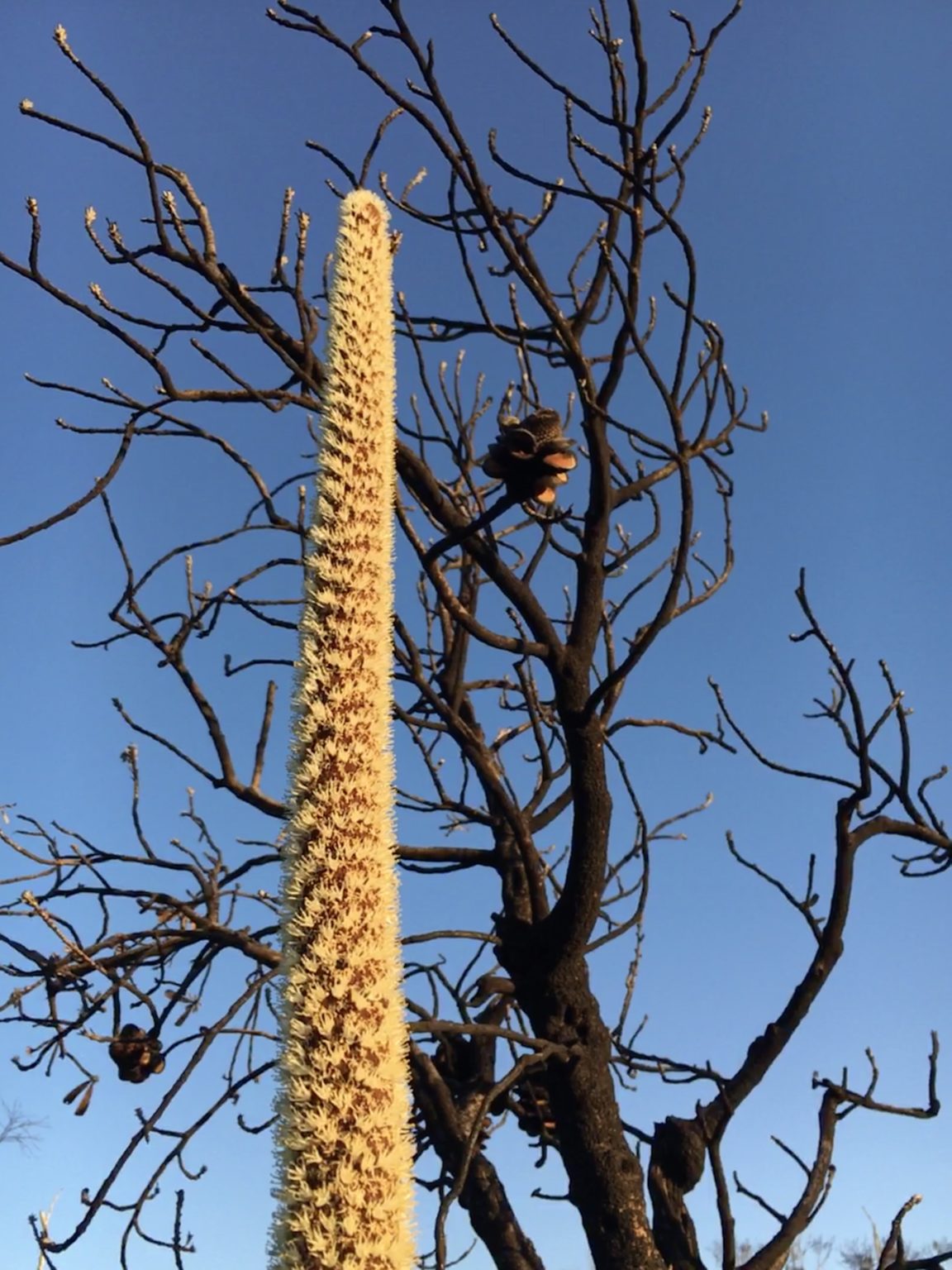 Concussion: Anzac Day 2020 | NAOMI PARRY DUNCAN